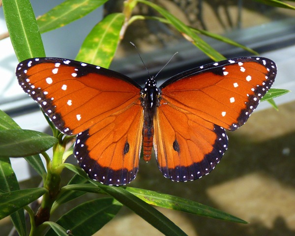 Attracting Butterflies | Simple Butterfly Photography Tips